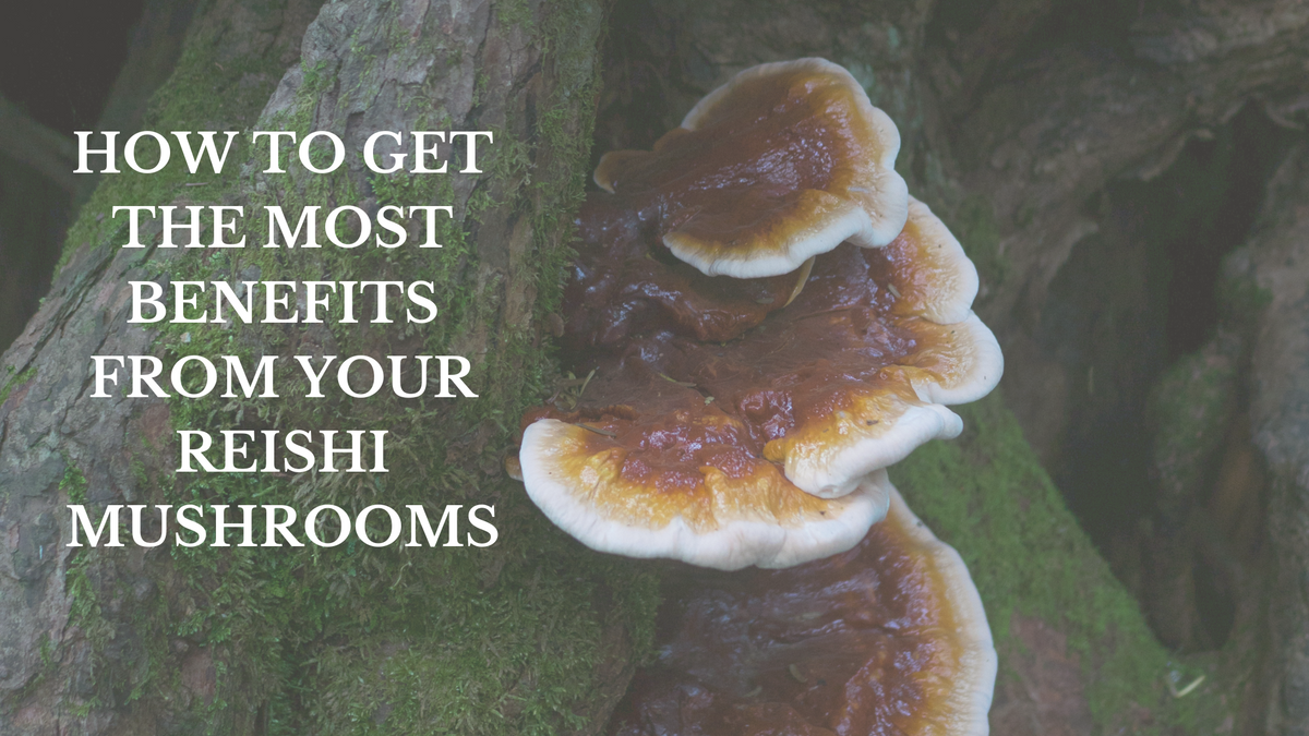 how to cook reishi mushrooms