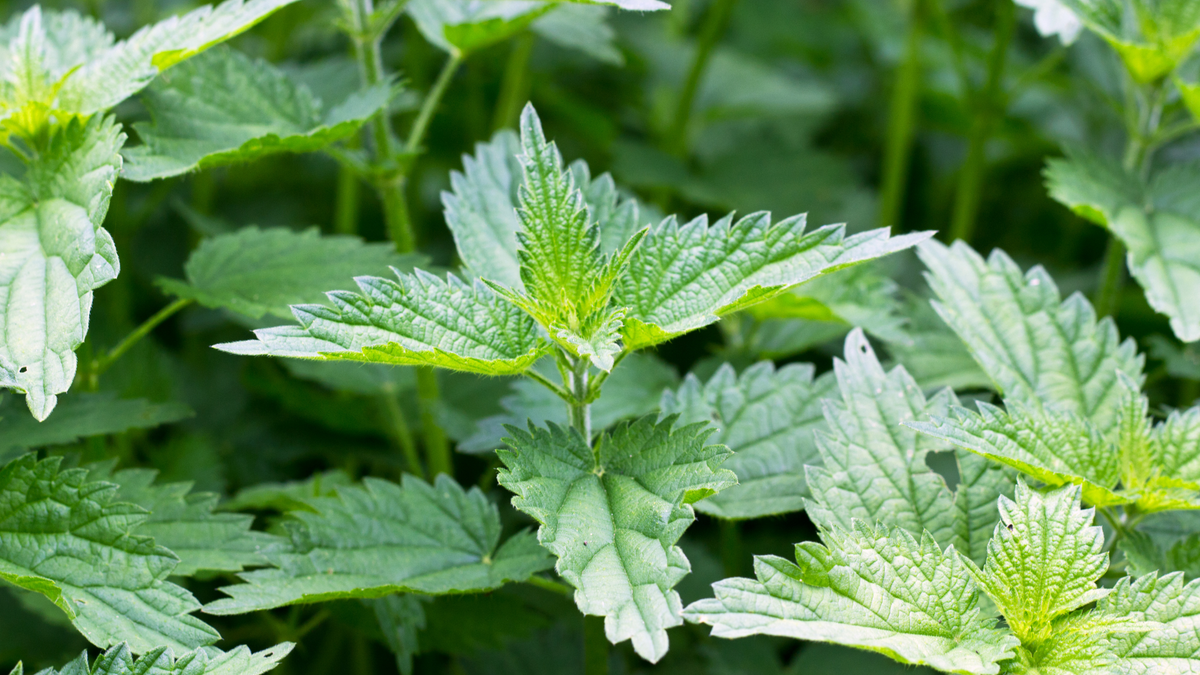Aller-Alert: Support in Season – Red Moon Herbs
