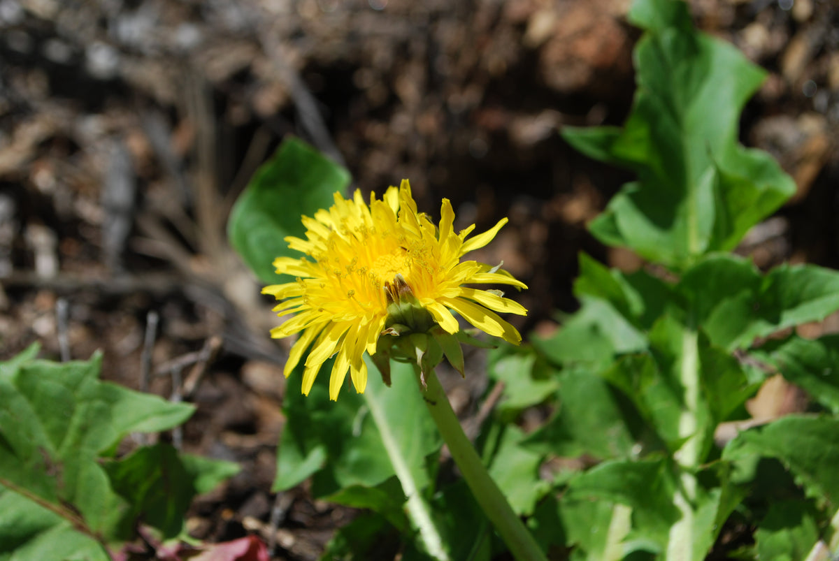 Dippy Dandy Dandelion Dip Recipe – Red Moon Herbs